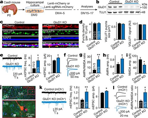 Glud1 Controls Ampars And Nmdars Without Altering Synapse Numbers A