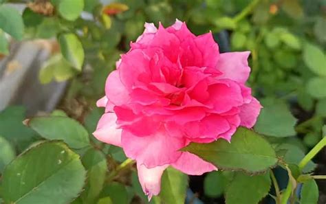 月季花扦插时间和方法 蜜源植物 酷蜜蜂