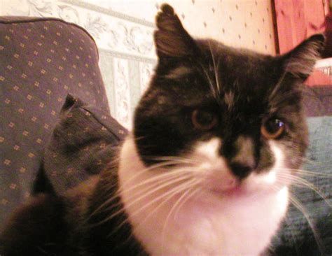 One Cute Cat By Noodlenoggin On Deviantart