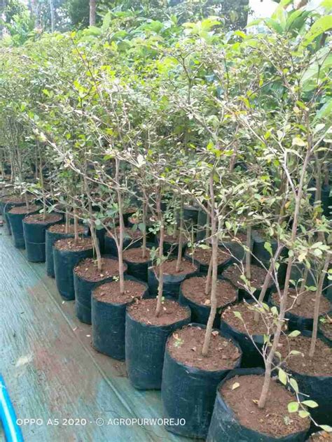 Jual Bibit Tanaman Hias Ketapang Kencana Tanaman Peneduh Banyak Di Minati Di Seller