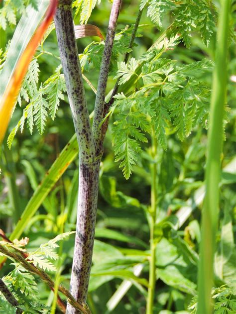 Water Hemlock Stem