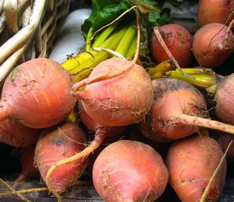 Root For Your Root Vegetables Gardening In Michigan