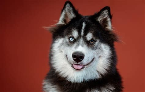 Why Are Huskies So Vocal 9 Revealing Reasons