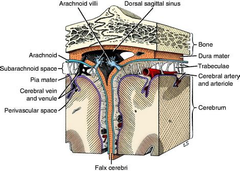 Arachnoid Villi