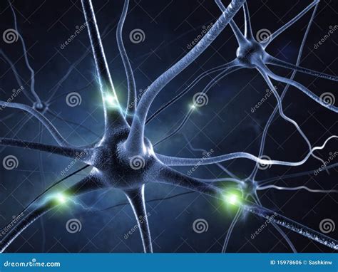 A Nerve Cell Cross Section Stock Illustration