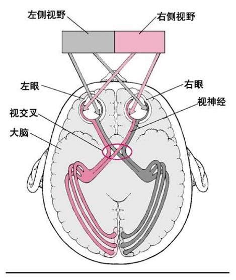 专辑 神经系统 神经传导通路怎么学 ④视觉传导通路和瞳孔对光反射 知乎