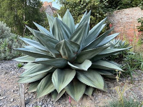Agave Ovatifolia Pan Global Plants