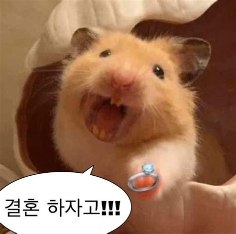 ㅎㅂㅎ에 있는 예은 강님의 핀 귀여운 사랑 밈 기분 사진 웃긴 밈