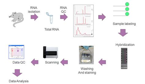 Illumina全基因组表达谱芯片 技术服务 报价 价格 生物器材网