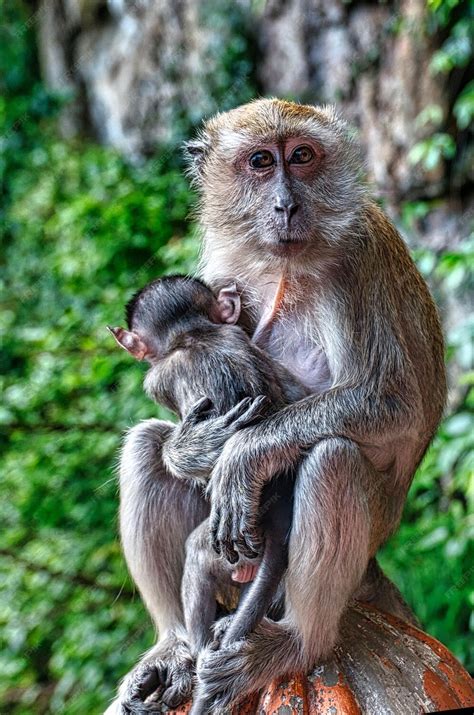Macacos Majestosos Em Seu Habitat Natural Primatas Poderosos Adornando O Deserto Com Detalhes