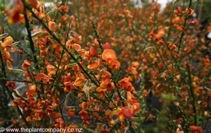 Buy Cytisus Multiflorus Plants Free Shipping Over