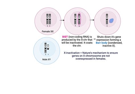 X Inactivation Biorender Science Templates