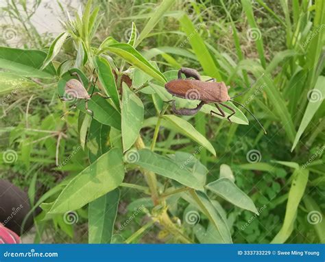 Coreid Leaf Footed Bug Climbing On The Creeping Weed Plant Stock Image Image Of Bright
