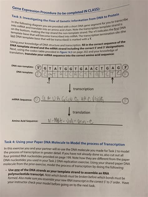 Solved 15 Suppose The Dna Sequence On Page 203 Was Mutated