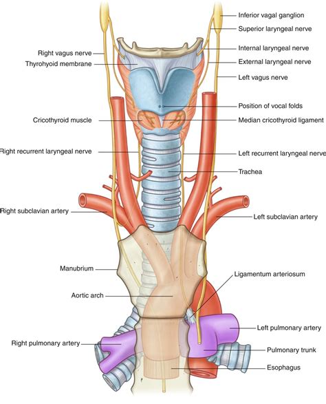The Respiratory System Nurse Key