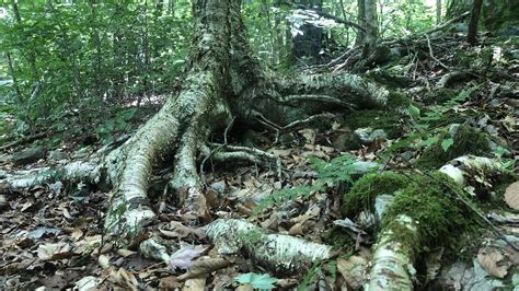 Roots 101 Tree Root Systems