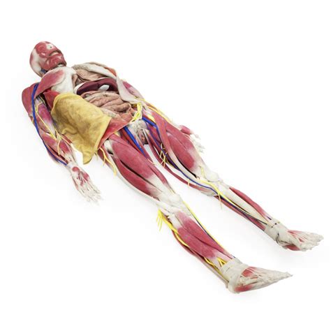 SynDaver Anatomy Model SynDaver