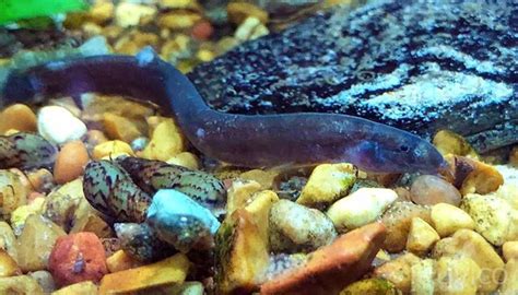 Black Kuhli Loach Too Big For Small Aquariums Fluvico