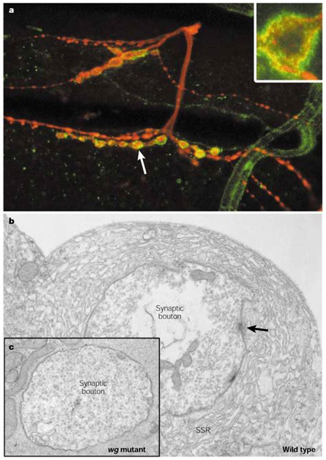Wingless Signalling Is Essential For The Proper Formation Of Pre And