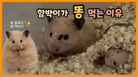 페디그리 햄스터ㅣ똥 먹는 햄스터⁉️함박이의 응가 냠냠 포착🔎 Youtube