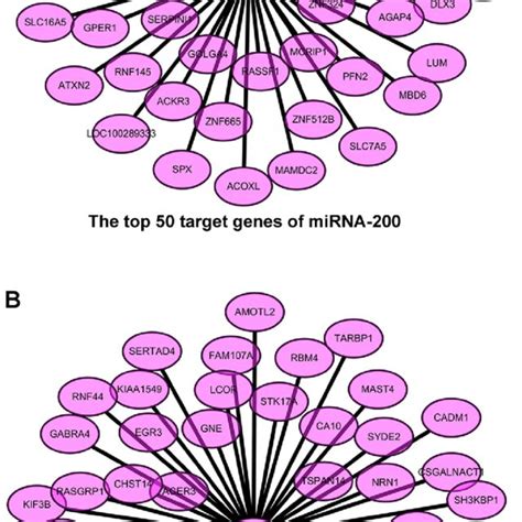 The Prediction Of Target Genes Use Targetscore Algorithm And The