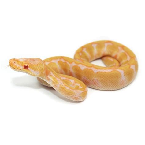 Python Regius Albinos Enchi Python Royal