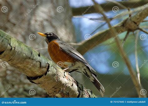 Red Breasted Robin Stock Image Image Of Outdoors Animal 75157445
