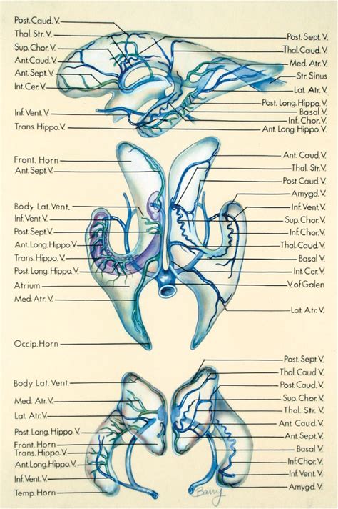 Venous Relationships Of The Lateral Ventricles Lateral Anterior And