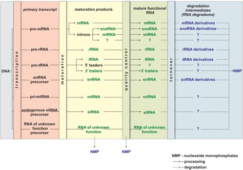 The Rna Life Cycle—from Transcription To Degradation The Primary Download Scientific Diagram