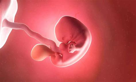 29 Facts About Ontogeny