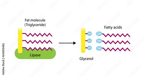Enzyme Lipase Needed For Triglyceride Digestion At Kiara Vaux Blog