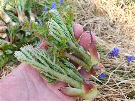 땅두릅 독활 모종 두릅나무 묘목심기 수확시기 가지치기 재배 방법 네이버 블로그