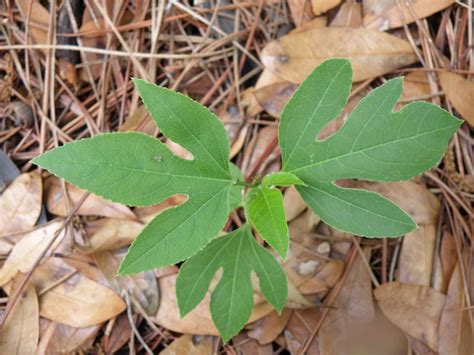 Passiflora Incarnata Leaves Single Leaf Of 100 Form Of Passiflora