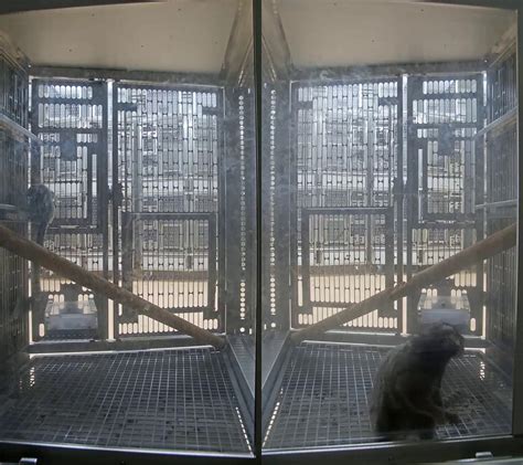 Marmoset Det Object Detection Dataset And Pre Trained Model By Marmosetdet