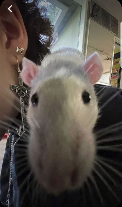 Silly Rat Meme Pic Dump Part 2 Rrats