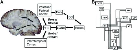 Theories Of Visual Field Map Organization Download Scientific Diagram