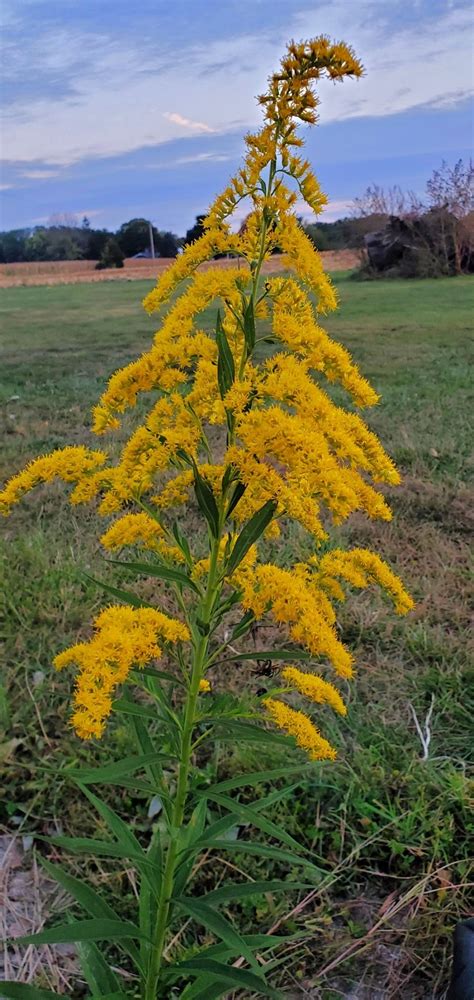 How To Grow Goldenrod From Seed