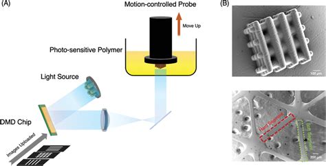 A Schematic Of The Dlp‐based 3d Printing Process A Structure Is First Download Scientific