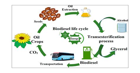 Biodiesel Fuel Production By Transesterification Of Oils