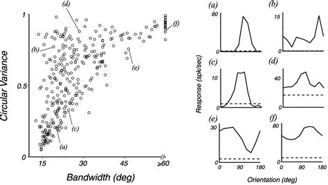 Orientation Selectivity In Macaque V1 Diversity And Laminar Dependence Journal Of Neuroscience