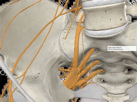 Obturator Nerve Complete Anatomy