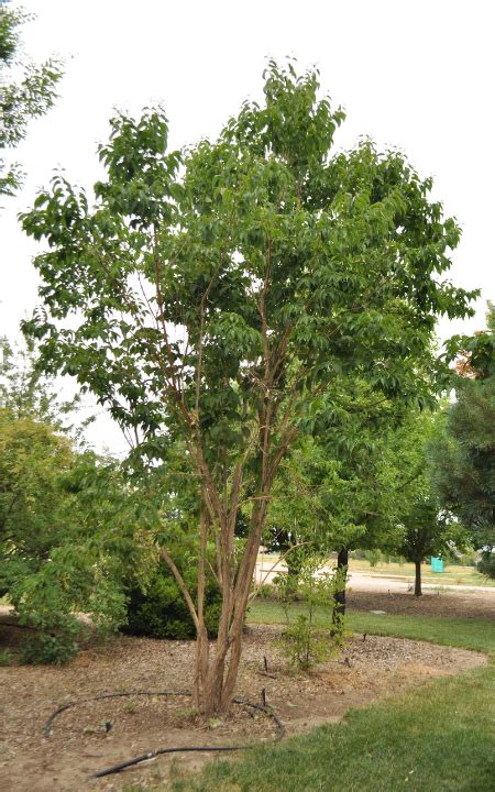 Seven Sons Flower Usu