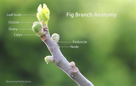 What Does A Fig Tree Flower Look Like At Amanda Cherry Blog