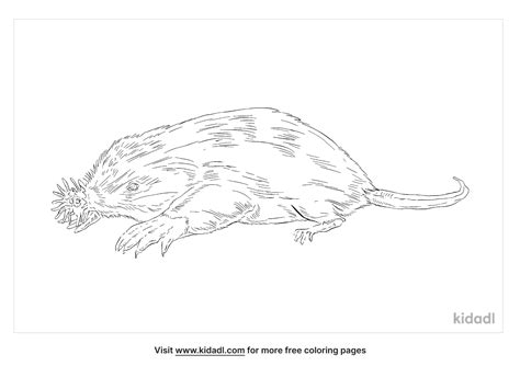 Mole Coloring Nosed Star Pages Cartoon Clipart Eastern Rat