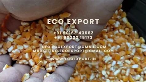 Crush Yellow Maize Broken Maize Cattle Feed Exporter From Ahmedabad