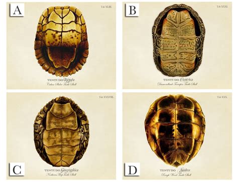Turtle Shell Print Turtle Shell Art Tortoise Shells