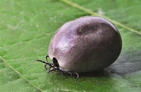 When To Worry About A Tick Bite And When To See A Doctor After A Tick Bite