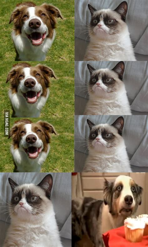 Clean Cat Memes Funny 28 Hilarious And Funny Cat Memes That Are Cute