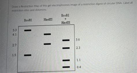 [solved] Draw A Restriction Map Of This Gel Electrophoresi