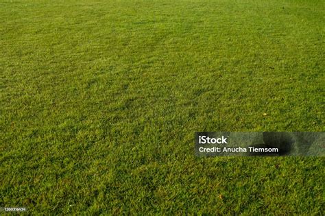 배경에 대한 녹색 잔디 텍스처 녹색 잔디 패턴과 질감 배경 클로즈업 0명에 대한 스톡 사진 및 기타 이미지 0명 경관 계절 Istock